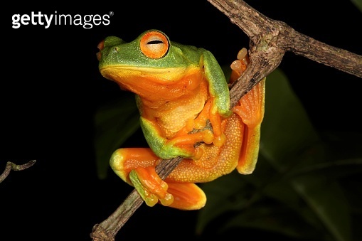 Orange-thighed Frog. Litoria xanthomera 5. 이미지 (1162074561) - 게티이미지뱅크
