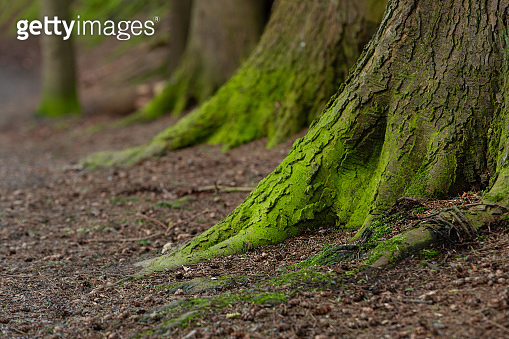 Mystical Woods, Natural green moss on the old oak tree roots. Natural ...