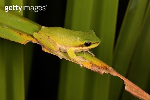 Northern Dwarf Tree Frog. Litoria bicolor 11. (1161903783) - 게티이미지뱅크