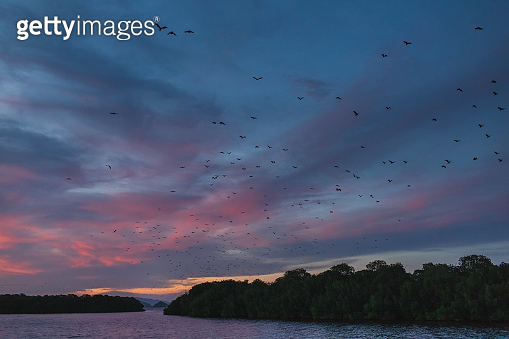 Fox bat flying in the sunset sky. Island flying fox or variable flying ...