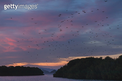 Fox bat flying in the sunset sky. Island flying fox or variable flying ...