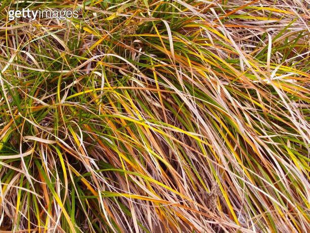 Amazing colorful view of grass in the forest. Close-up. Autumn bright ...