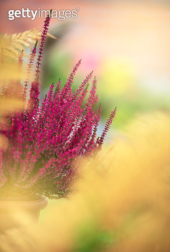 Common Heather, Calluna vulgaris, in full bloom, purple flowers among ...