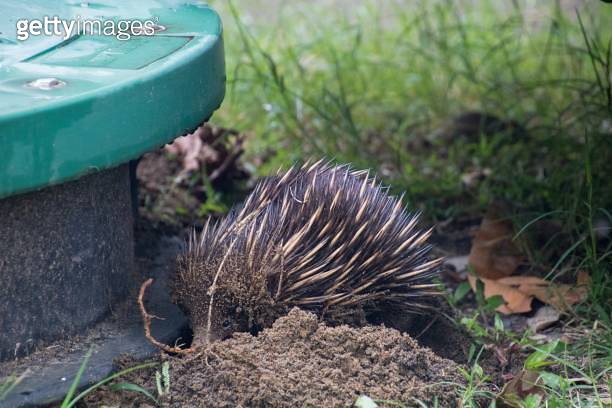 Echidna looking for food. Th e hedgehog digs for ants near a water tank ...