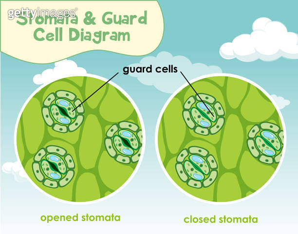 Diagram showing plant cell with stomata and guard cell 이미지 (1187600601 ...