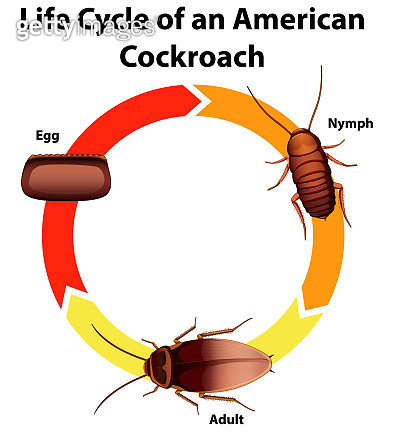 Diagram showing life cycle of cockroach 이미지 (1187587006) - 게티이미지뱅크