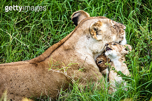 Affectionate Lioness With Playful Baby Cubs 이미지 (1139152214) - 게티이미지뱅크