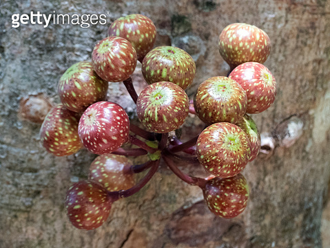Variegated Fig (Ficus variegata) fruits ripening on tree trunk. 이미지 ...