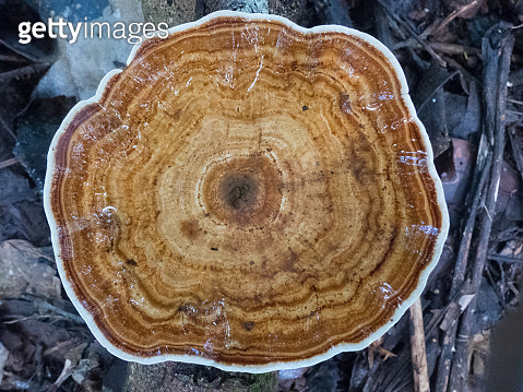 Yellow-footed Polypore (Microporus xanthopus). 이미지 (1161889064) - 게티이미지뱅크