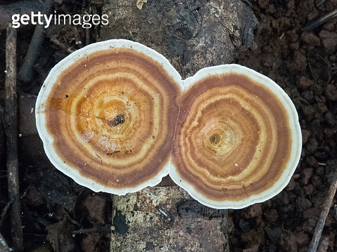 Yellow-footed Polypore (Microporus xanthopus). 이미지 (1161889061) - 게티이미지뱅크