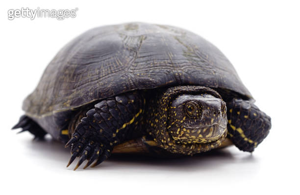 Wild black turtle. 이미지 (1174093930) - 게티이미지뱅크
