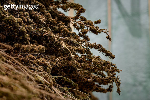 Drying Untrimmed Hemp Marijuana Leaves At Weed Processing Plant 이미지 ...