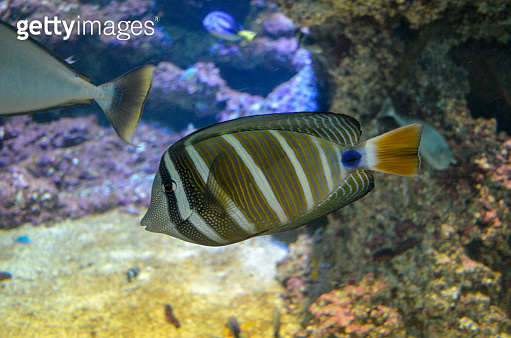 Close up on medium size fish in salt water tank 이미지 (1125513975) - 게티이미지뱅크