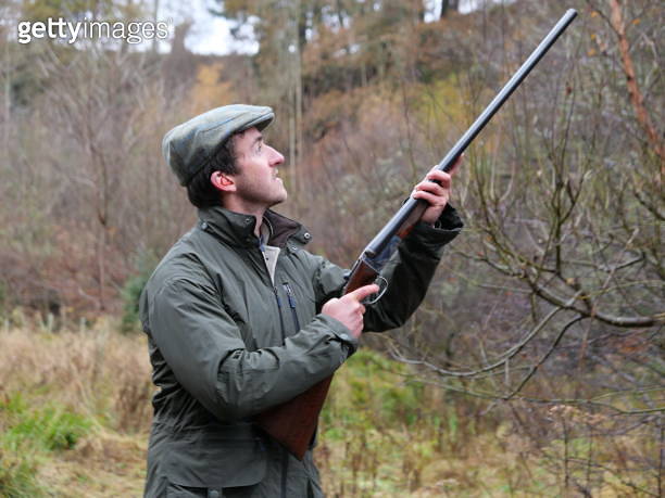 A young man standing poised with his shotgun during a pheasant shoot ...