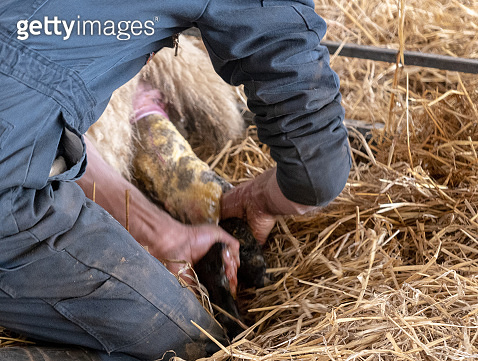 Farmer gently pulling lamb out of struggling ewe 이미지 (1140999133) - 게티이미지뱅크