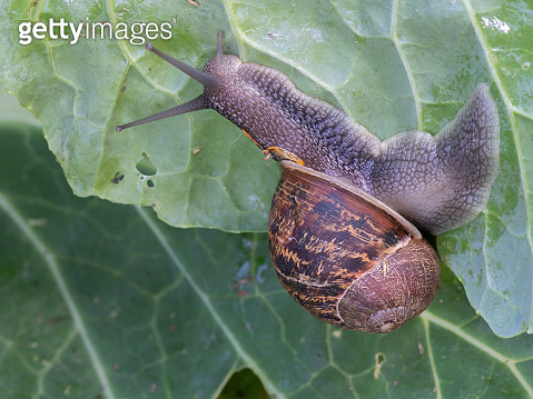 Large garden snail, Helix aspersa, eating my cabbage plant. Terrestrial ...