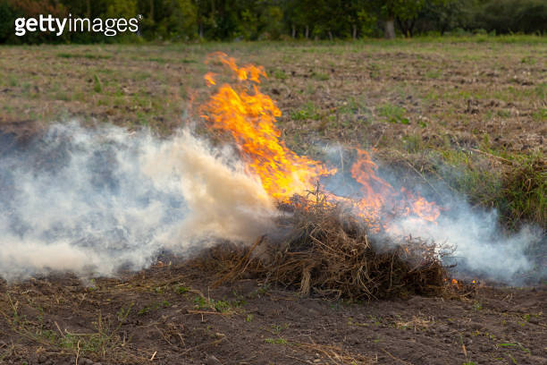 Burning fire of the gathered agricultural waste and dry weeds gathered ...