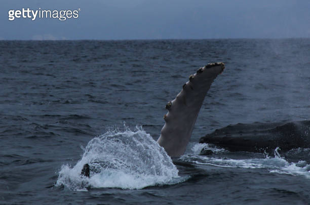 A Humback whale, megaptera novaeagliae, flapping with one of the ...