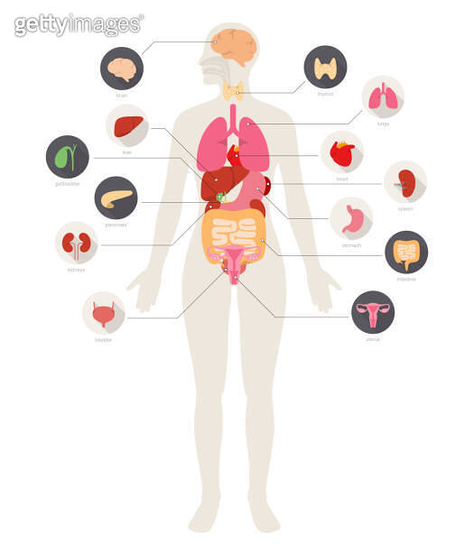 Human Organ clip art, medical icons, vector illustration 이미지 ...