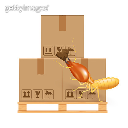 termite bites eat paper boxes brown isolated on white background ...