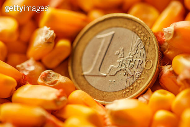 One Euro coin in harvested corn kernels heap (1133856147) - 게티이미지뱅크