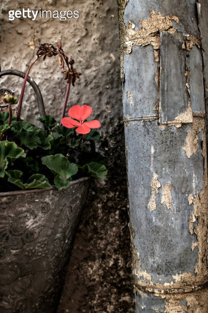 Rusty rain pipe and flower on wall 이미지 (1165531727) - 게티이미지뱅크