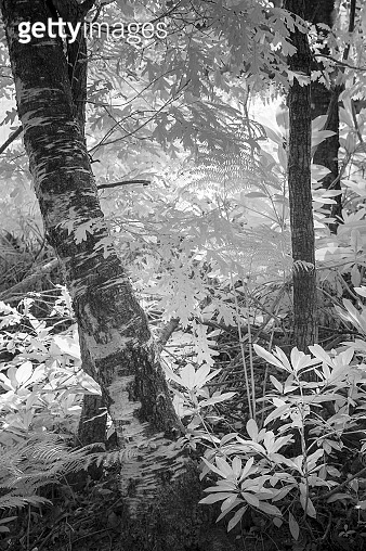 Stunning toned black and white infra red Summer landscape woodland ...
