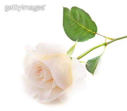 One white rose. 이미지 (1136641522) - 게티이미지뱅크