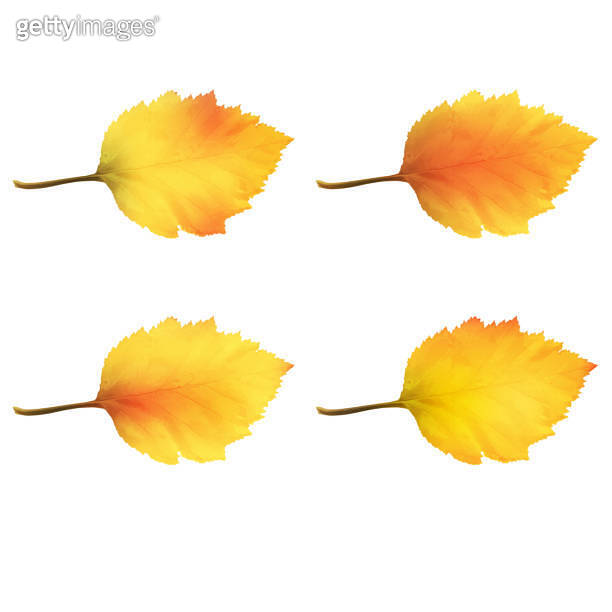 Realistic Alder Tree Leaves in Changing Fall Colors. 이미지 (1178982672 ...
