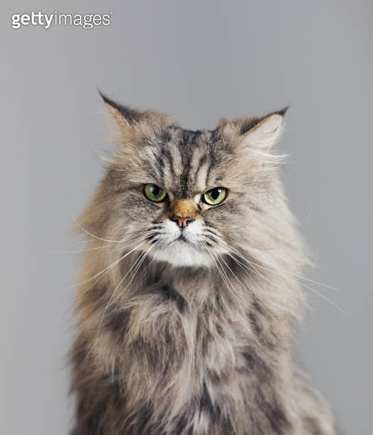 Studio portrait of purebred persian cat looking at camera with attitude ...