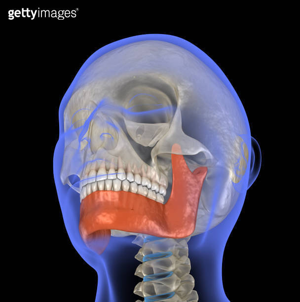 Human head in xray view and marked Jaw. Medically accurate 3D ...