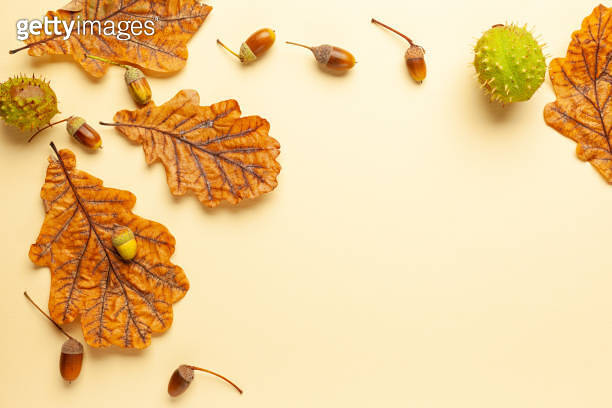 Autumn composition with autumn dried leaves of oak tree on pastel ...