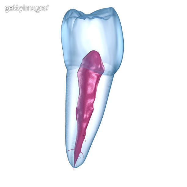 Dental root anatomy - Mandibular Second premolar tooth. Medically ...
