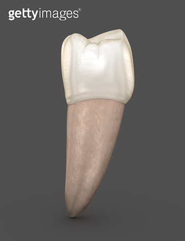 Dental anatomy - Mandibular Second premolar tooth. Medically accurate ...