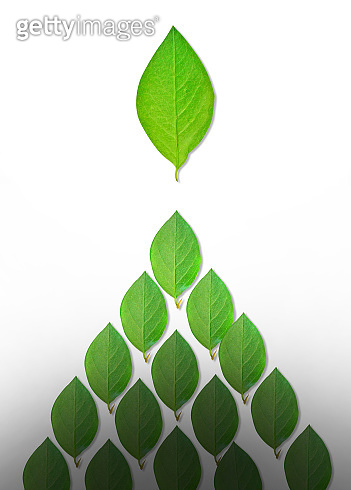 Key opinion leader, influencer and mentor concept with leaf leading a ...