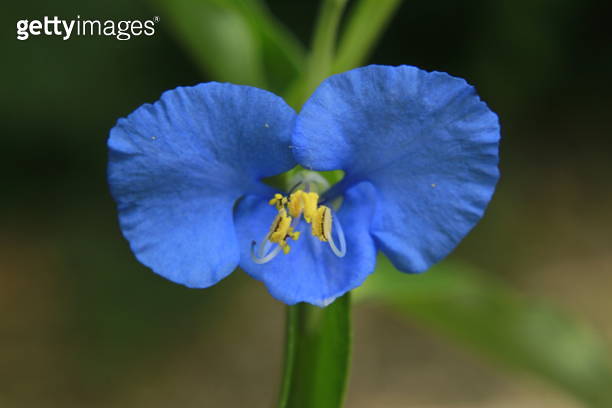 Commelina benghalensis flower, Commonly known as the Benghal dayflower ...