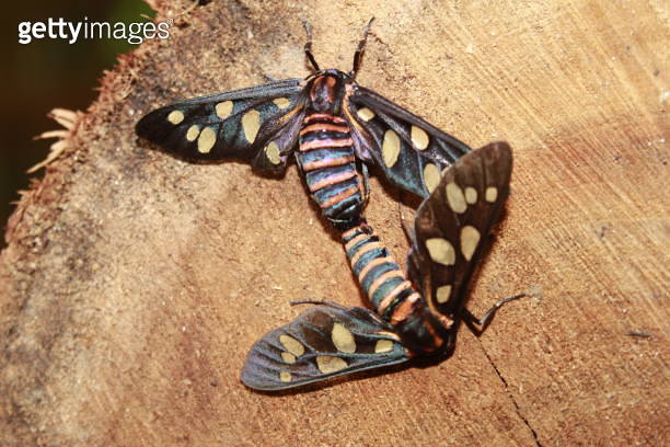 Two male and female Amata passalis or sandlewood defoliator mating in ...