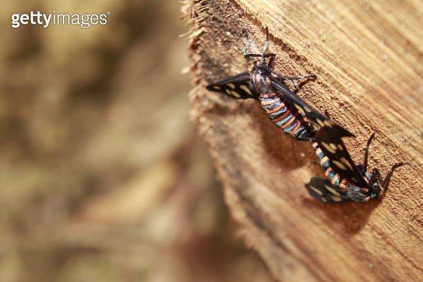 Two male and female moth mutterflies ( Amata passalis or sandlewood ...