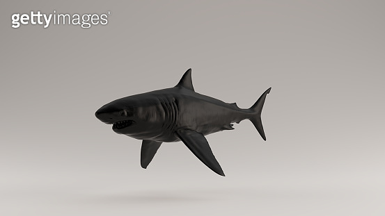 Black Great White Shark 3 Quarter Left View 이미지 (1157539867) - 게티이미지뱅크