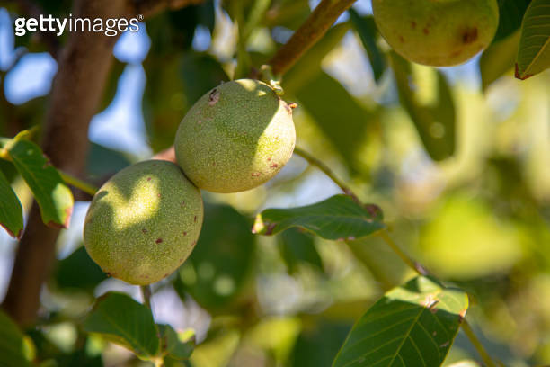 Little walnuts on the walnut tree in Turkey . Green unripe walnuts hang ...