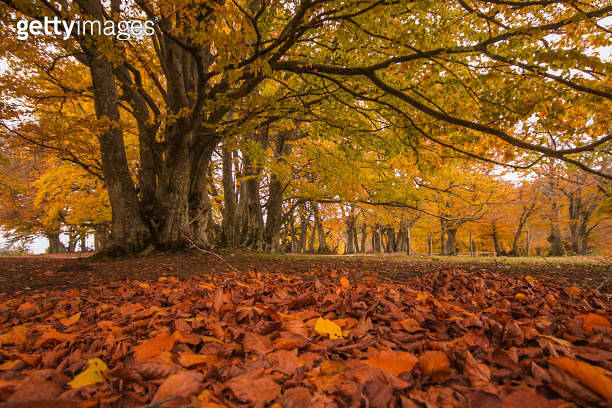 Autumn season in the beautiful wood of Canfaito in the Marche region ...