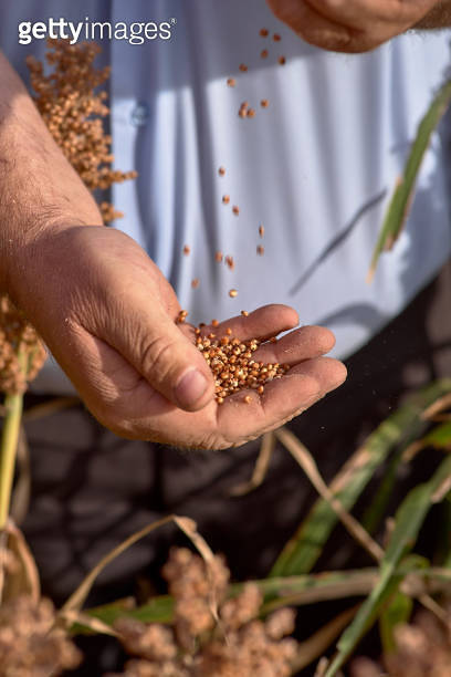 Farmer examining ripe proso millet Panicum miliaceum , close up of hand ...