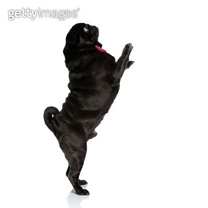 Dutiful black pug standing on its back legs and begging (1153407948 ...