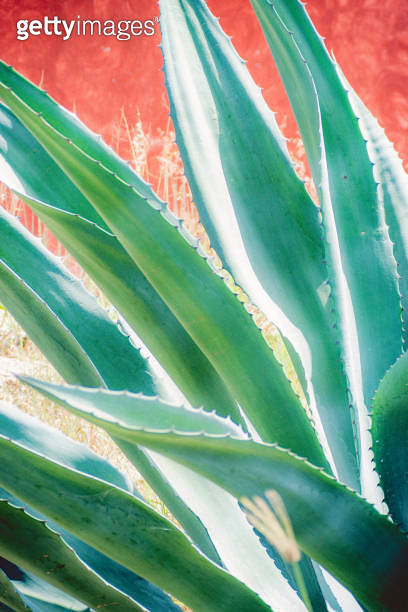 Blue Agave - Tequila Cactus 이미지 (1140128577) - 게티이미지뱅크