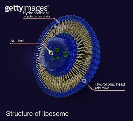Structure of liposome (1129076851) 일러스트, 무료 일러스트 - 게티이미지뱅크