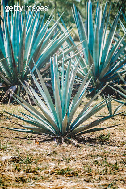 Blue Agave - Tequila Cactus 이미지 (1140126754) - 게티이미지뱅크