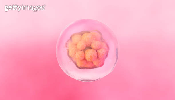 Cell embryo, Mitosis under microscope 이미지 (1168263788) - 게티이미지뱅크