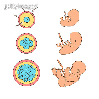 Human anatomy illustration. Pregnancy stages. Embryo development. Child ...