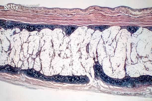 Human hyaline cartilage bone under microscope view for education ...