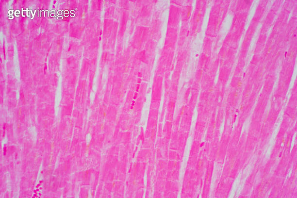 Histology of human cardiac muscle under microscope view for education ...